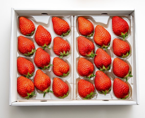 プロ農業者の方への支援｜J-PAO 日本プロ農業総合支援機構